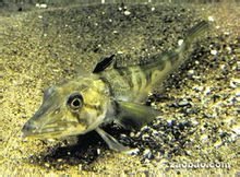 南极冰鱼_360百科