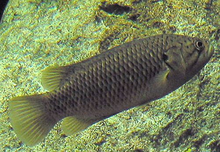 攀鲈亚目_360百科