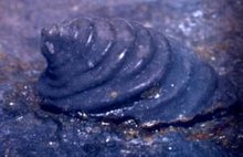 太阳女神螺_360百科