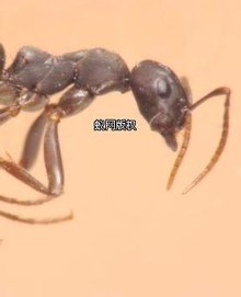 佐村悍蚁_360百科