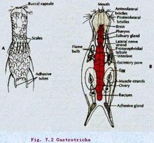 腹毛动物门_360百科
