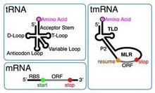 tmRNA_360百科