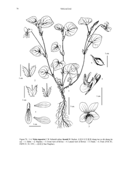 长托叶石生堇菜(亚种)_360百科