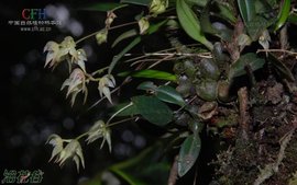 大苞兰属_360百科