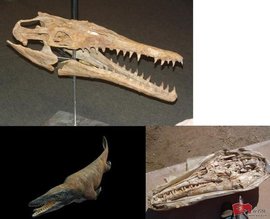 罗塞尔龙_360百科