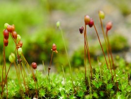 植物孢子_360百科