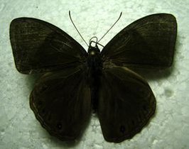 宽带黛眼蝶_360百科