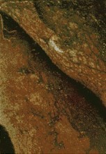 甘薯紫纹羽病_360百科