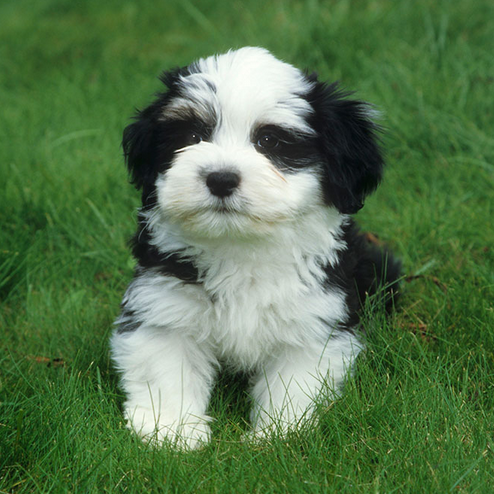 哈瓦那犬图册_360百科