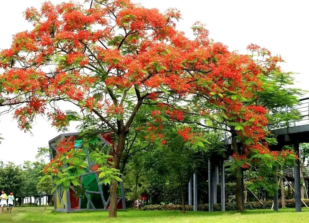 凤凰木图册_360百科