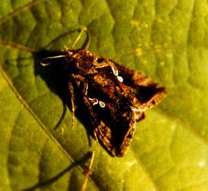 银纹夜蛾_360百科