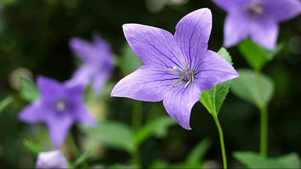 离瓣花亚纲_360百科