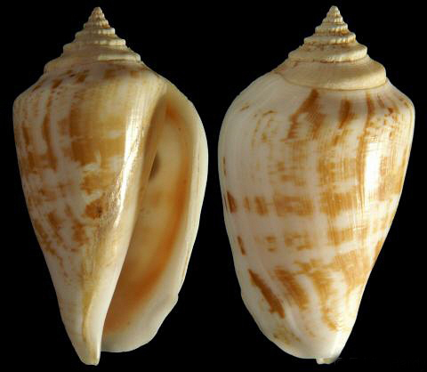 波斯凤凰螺_360百科