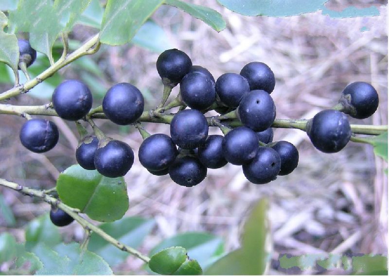 三花冬青_360百科