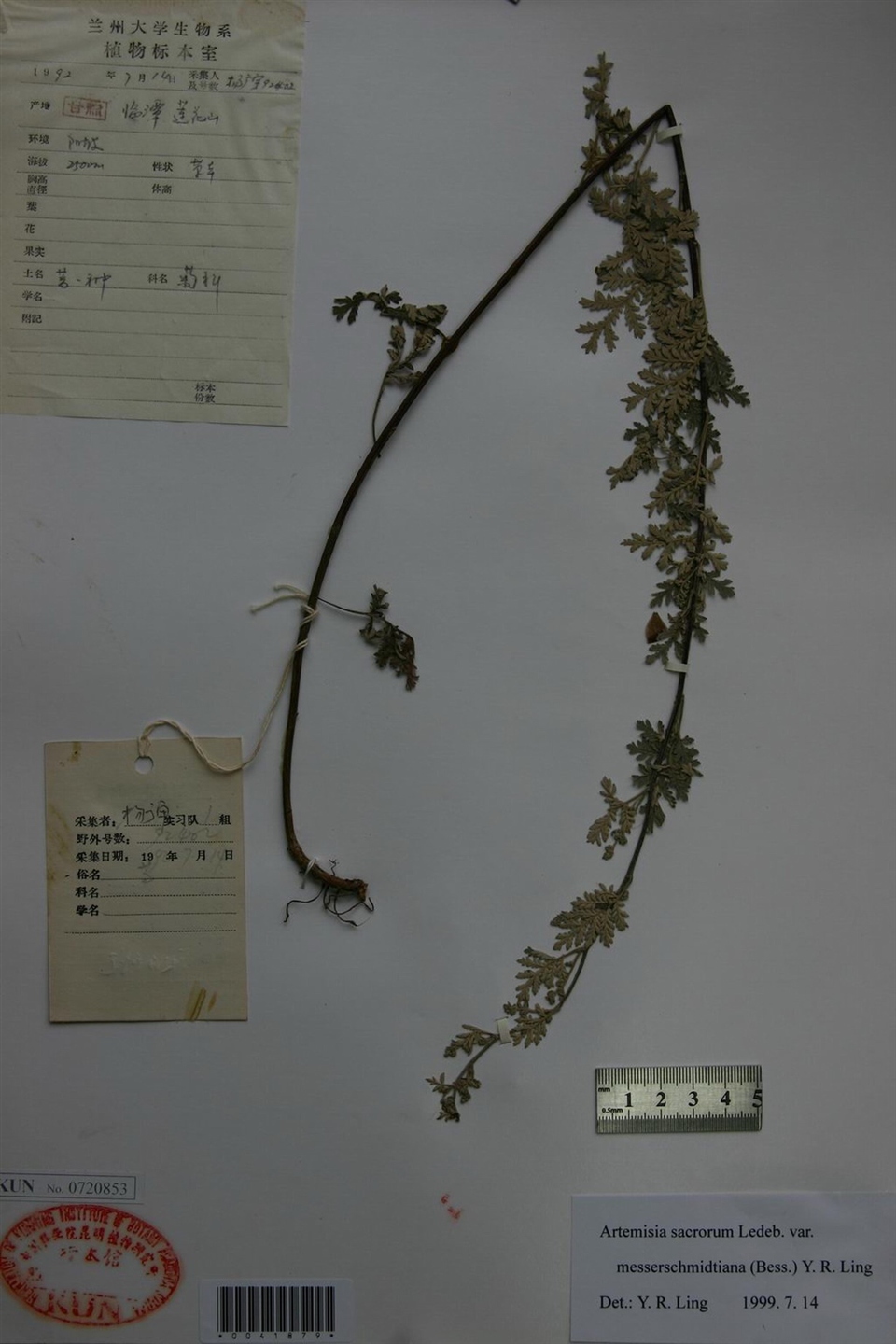 密毛白莲蒿_360百科