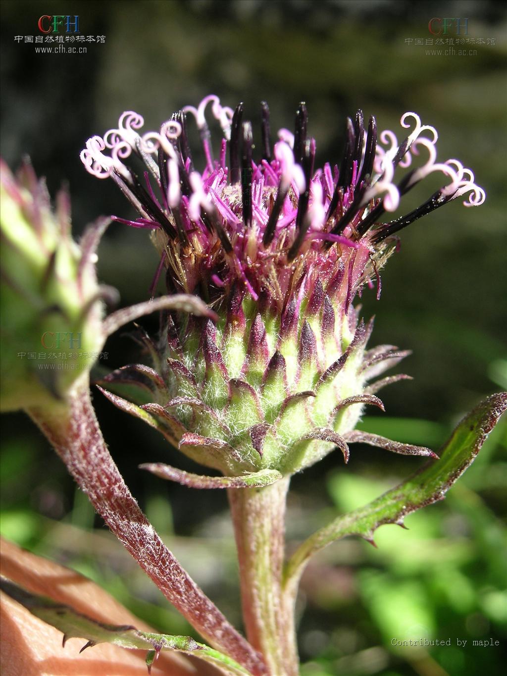 半琴叶风毛菊_360百科