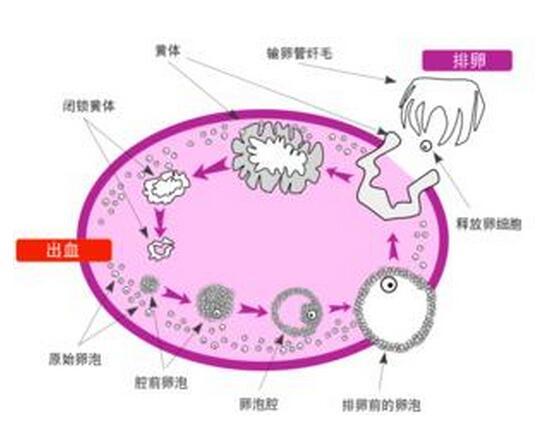 卵泡期图册360百科