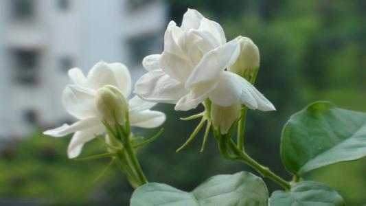 茉莉花_360百科