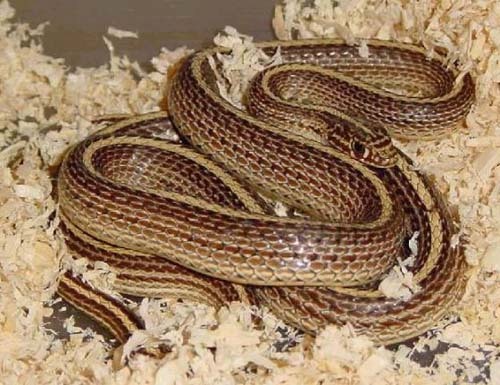 黄脊游蛇_360百科