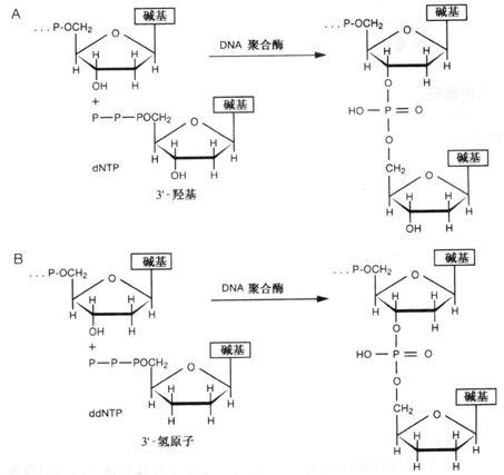 ddNTP图册_360百科