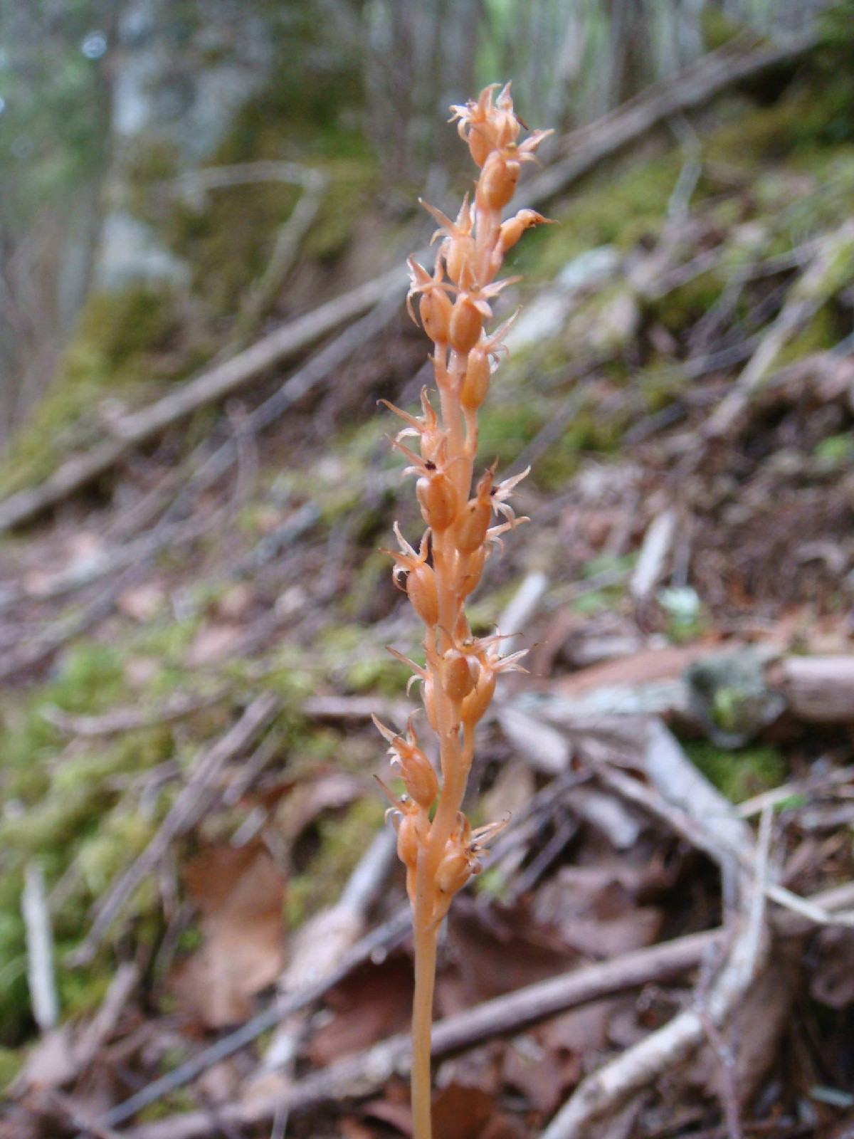 尖唇鸟巢兰_360百科
