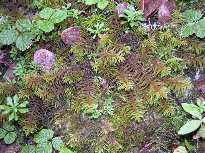 平枝扁锦藓_360百科