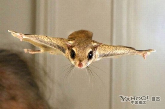 蜜袋鼯图册_360百科