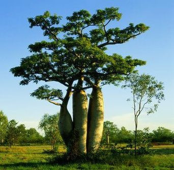 猴面包树图册_360百科