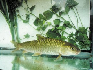 中华倒刺鲃 | Spinibarbus oshima s.sinensic（动物）_技点百科_技点网