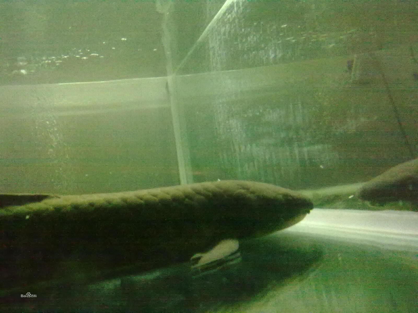 肺鱼图册_360百科