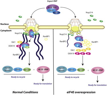 NPC(核孔复合物(nuclear pore complex,NPC))_360百科