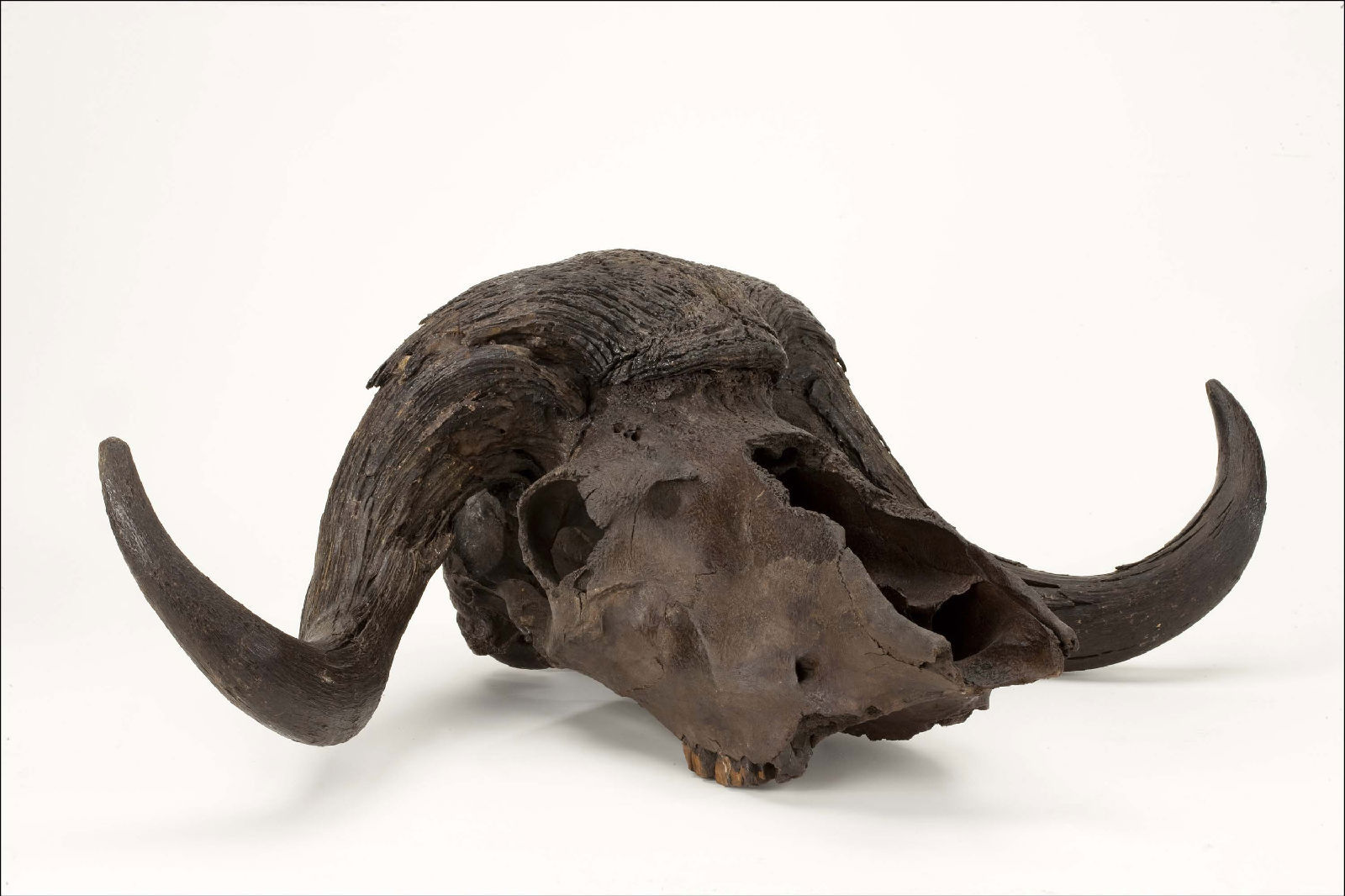 林地麝牛_360百科