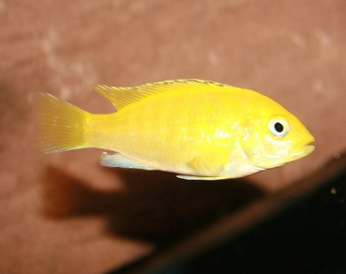 丽鱼图册_360百科