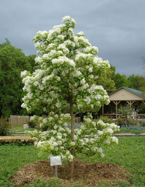 流苏树图册_360百科