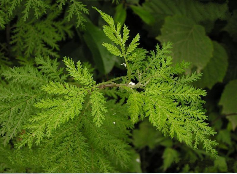 密毛白莲蒿_360百科