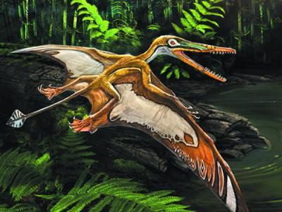 喙嘴龙类_360百科