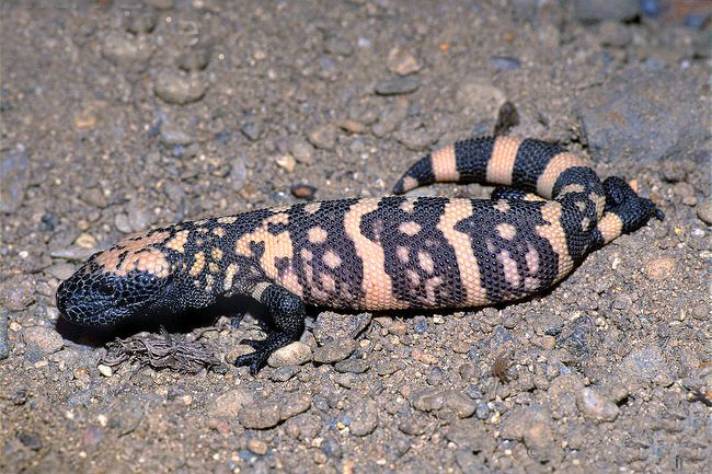 吉拉毒蜥_360百科