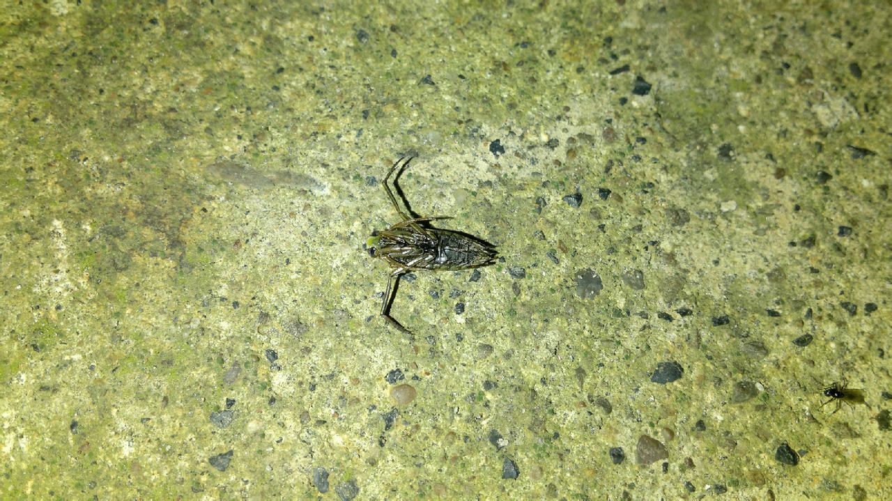 大仰泳虫_360百科