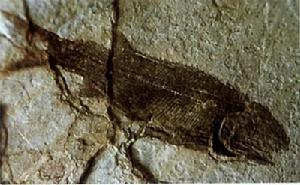 吐鲁番鳕_360百科