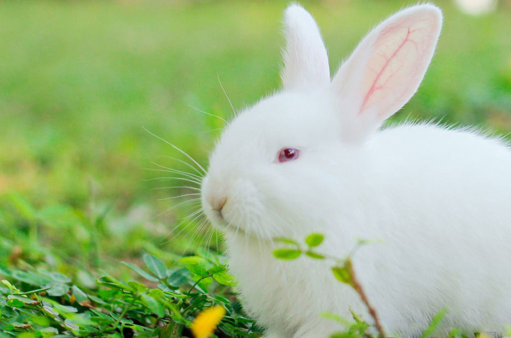 白兔(白色兔子)_360百科