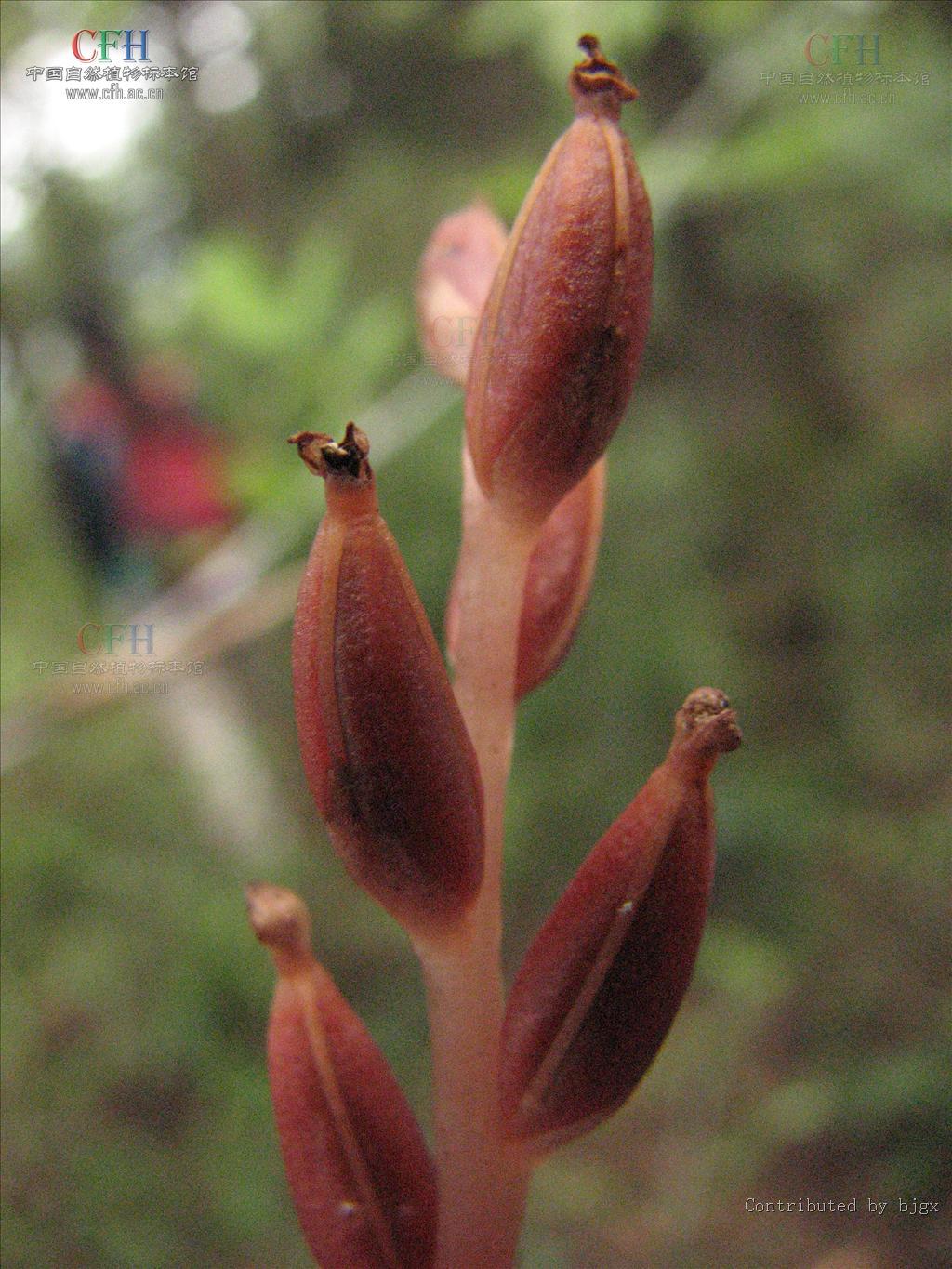 川滇叠鞘兰_360百科