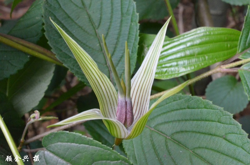 对叶百部_360百科