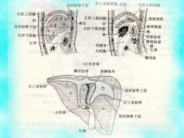 glisson系统_360百科