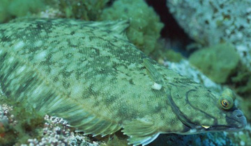 比目鱼图册_360百科