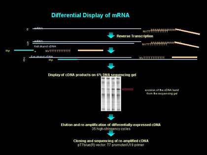 mRNA差异显示技术_360百科