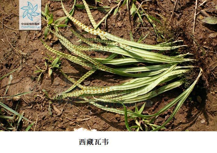 西藏瓦韦_360百科