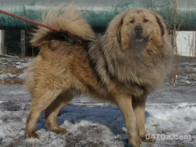 蒙古牧羊犬_360百科