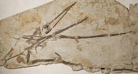 努尔哈赤翼龙_360百科