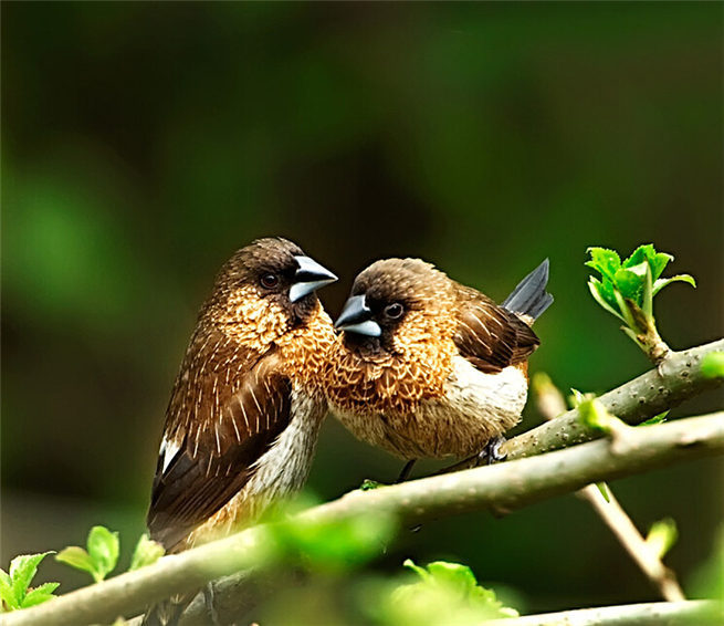 白腰文鸟_360百科