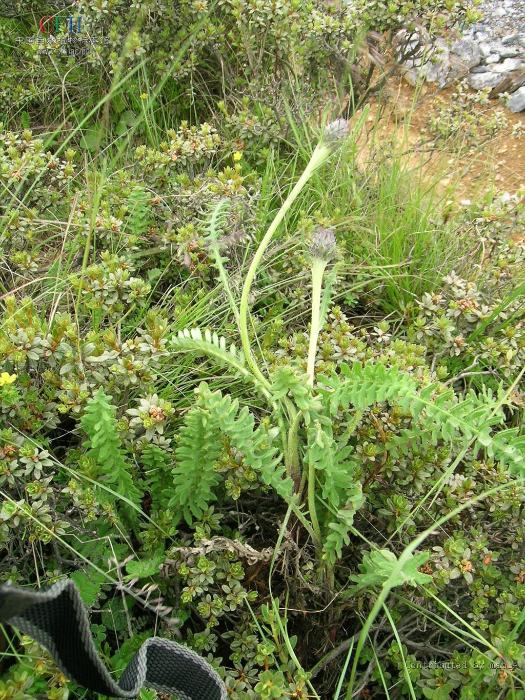 百裂风毛菊_360百科